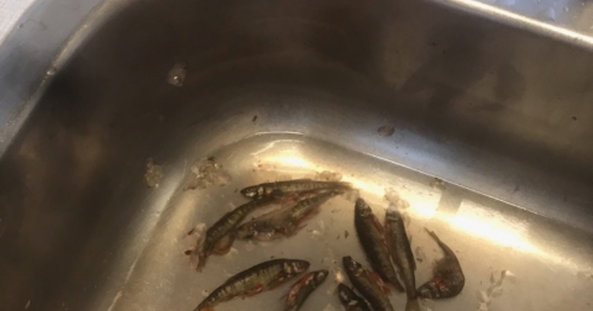 Stor gedde fra Gudenåen